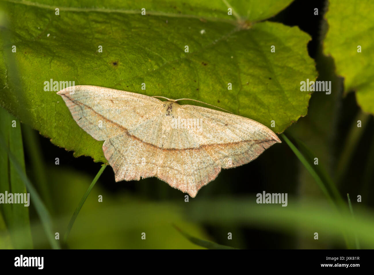 Blood vein moth hi-res stock photography and images - Alamy