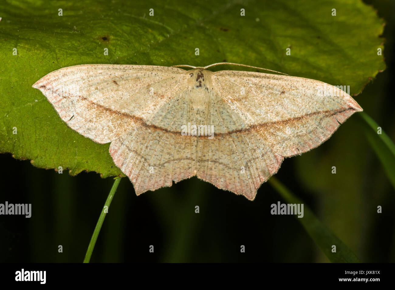 Blood vein moth hi-res stock photography and images - Alamy