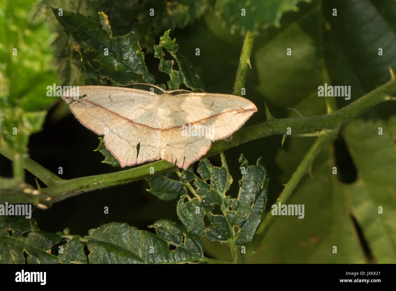 Blood vein moth timandra comae hi-res stock photography and images - Alamy