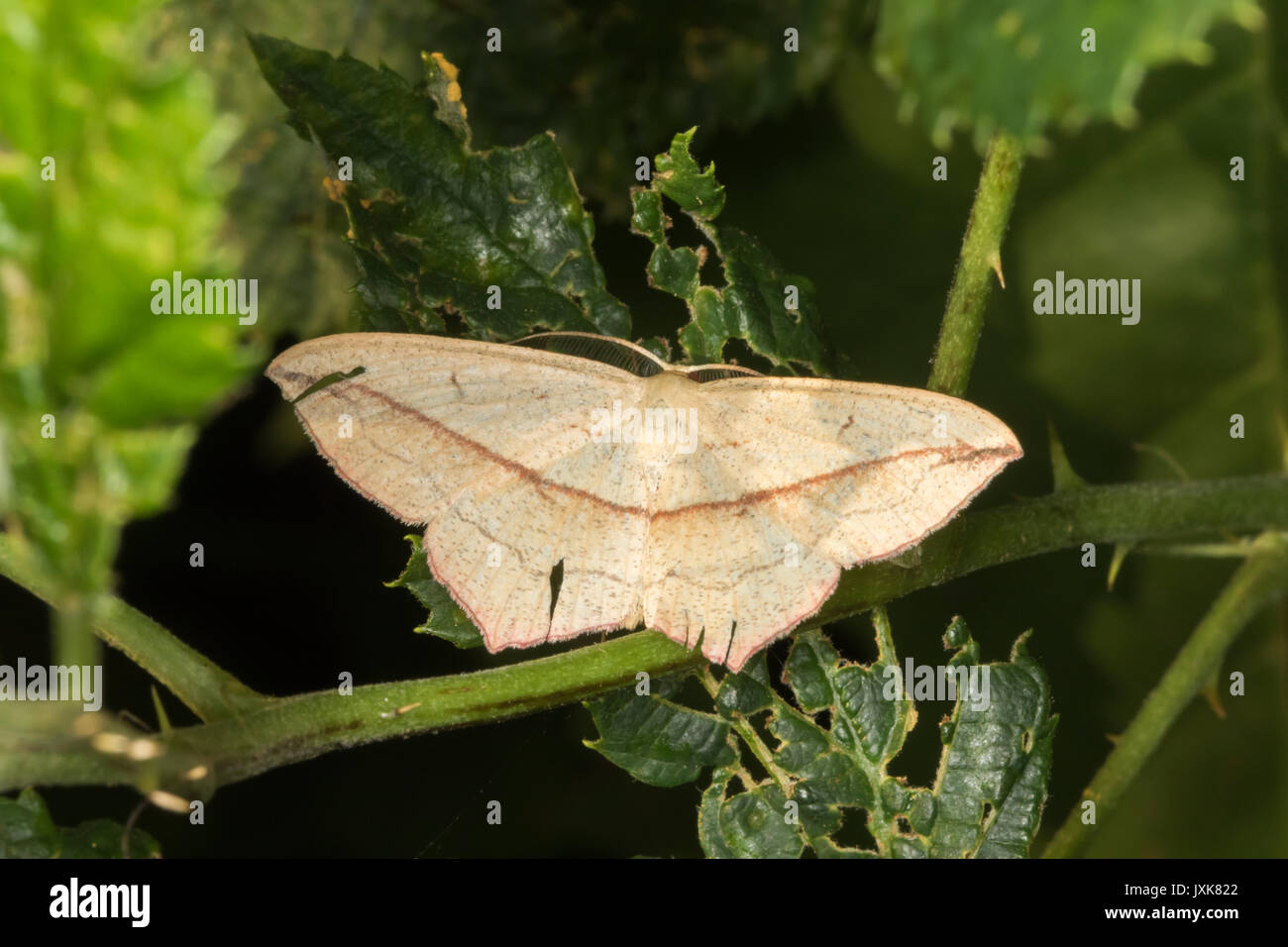A blood vein moth is sitting on a leaf Stock Photo - Alamy