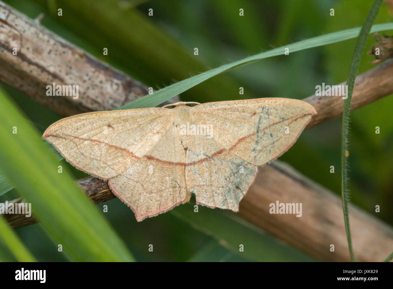 A blood vein moth is sitting on a leaf Stock Photo - Alamy