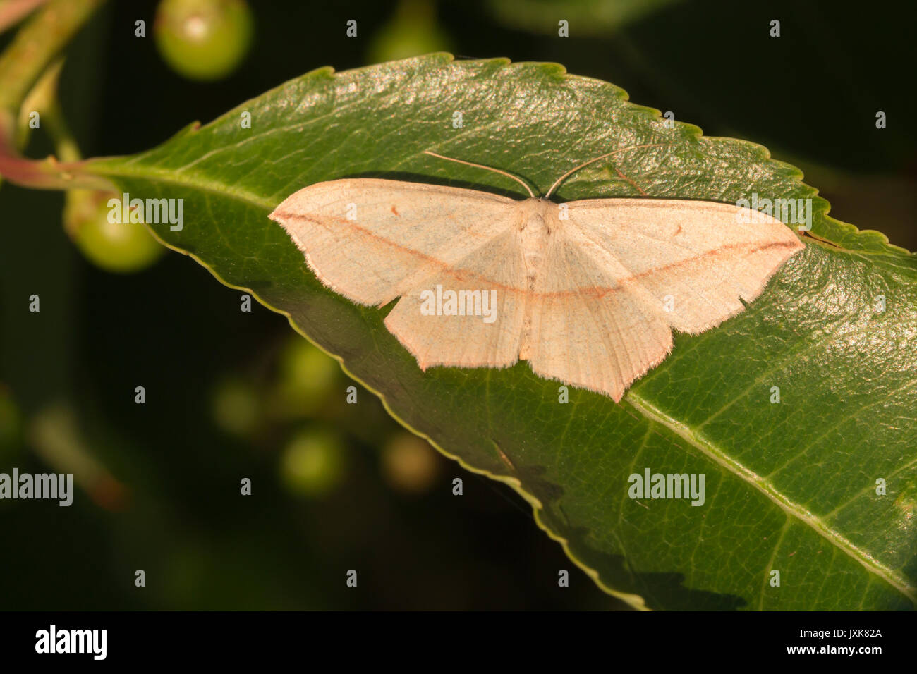 Blood vein moth timandra comae hi-res stock photography and images - Alamy
