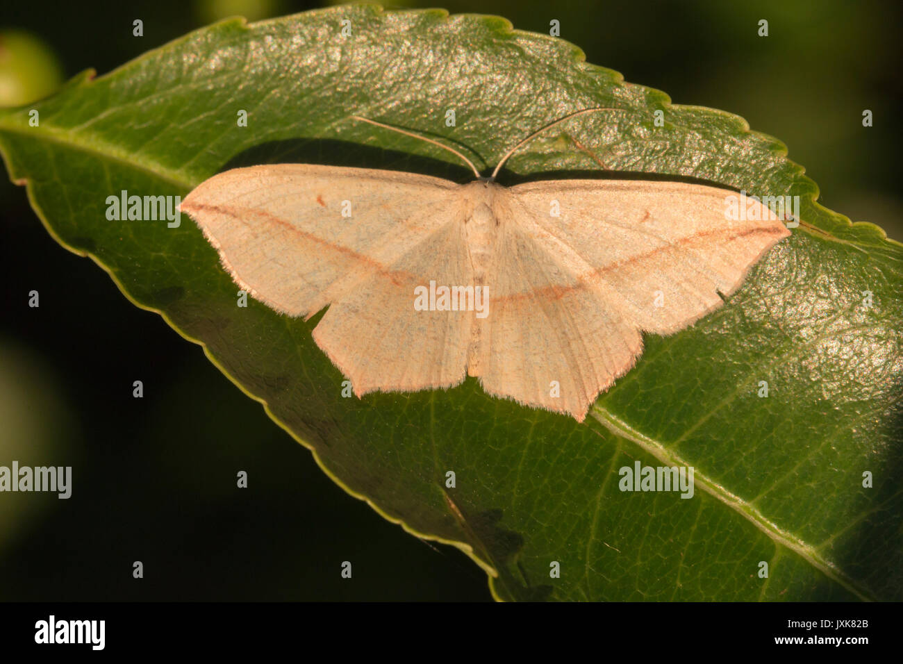 A blood vein moth is sitting on a leaf Stock Photo - Alamy