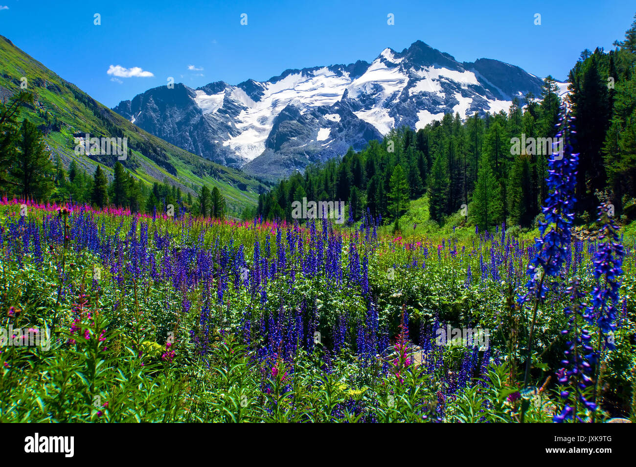 Flowers field on the background of snowy mountain peaks in the Altai ...
