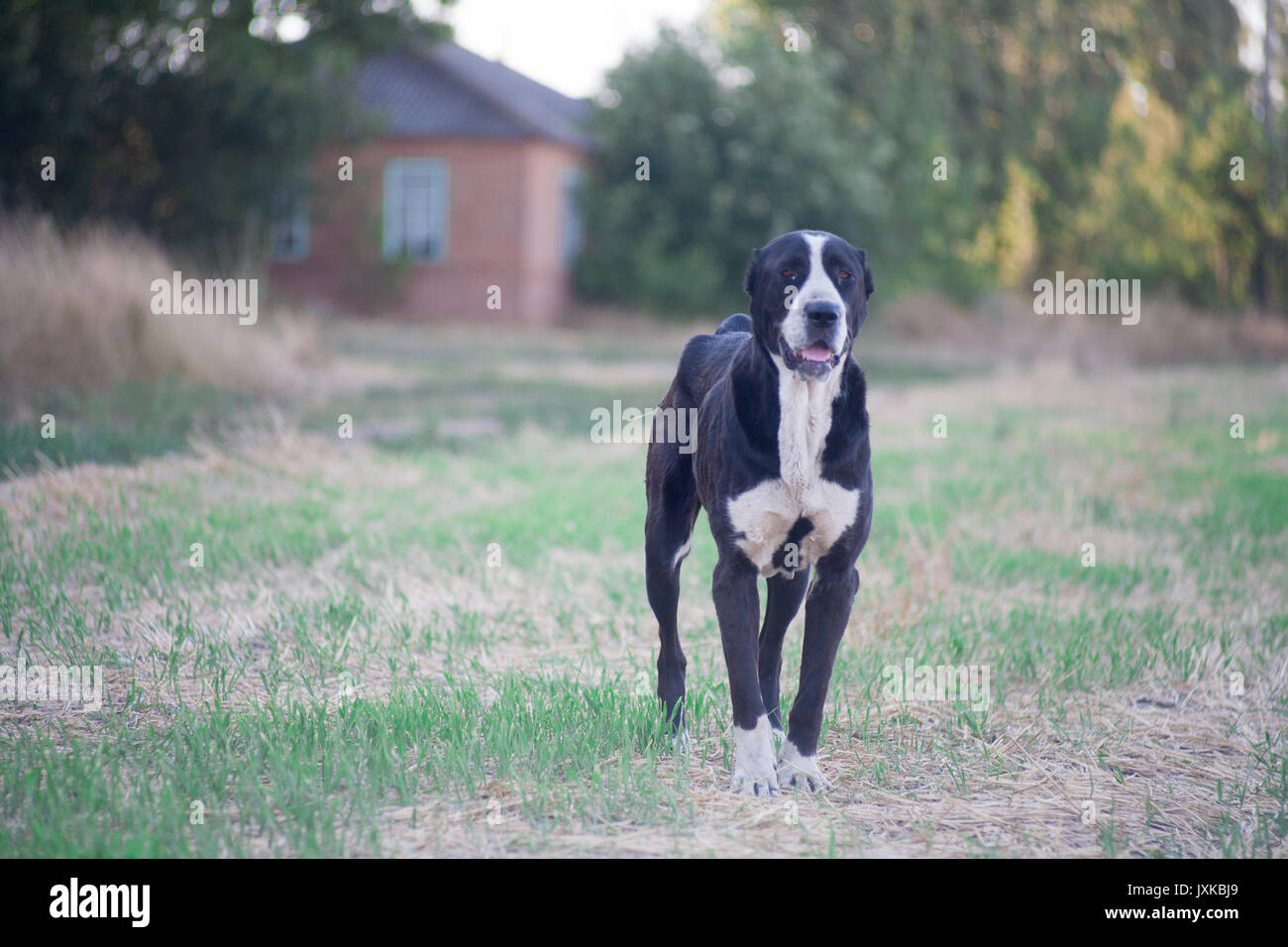 Central Asian Shepherd Dog, Alabai, Turkmen Wolfhound Stock Photo - Alamy