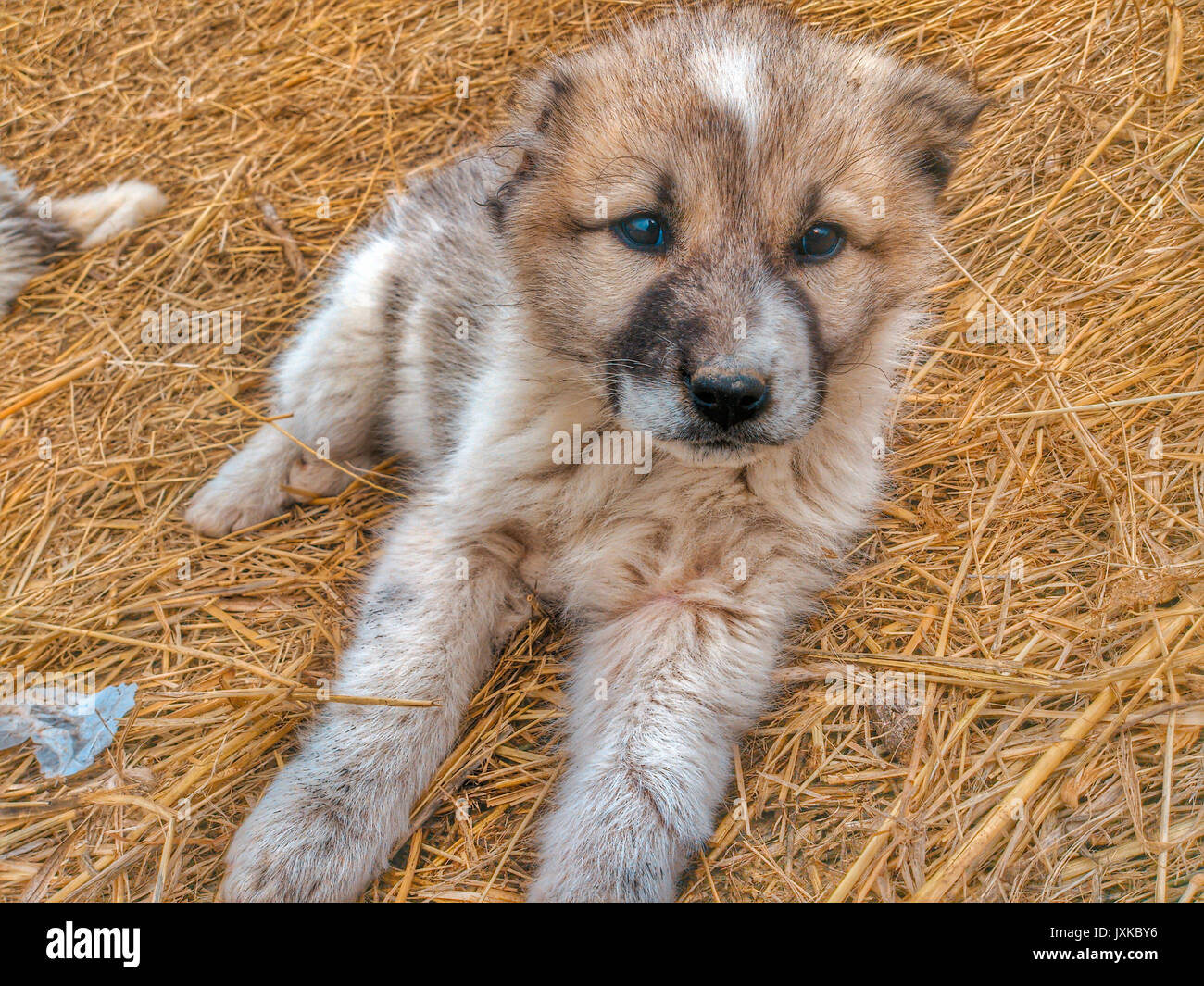 dog lying on the hay Stock Photo - Alamy