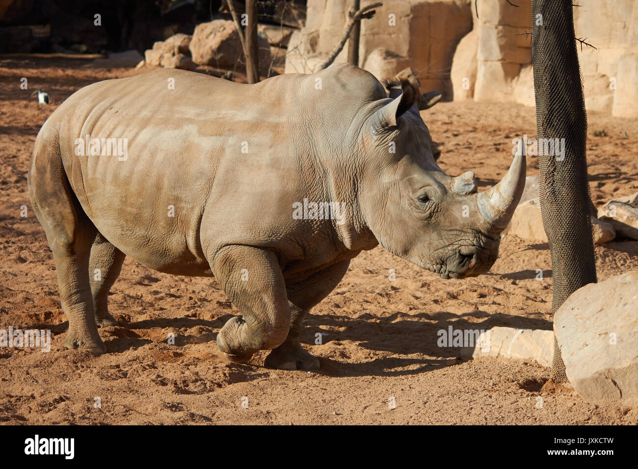 Giant rhino hi-res stock photography and images - Alamy