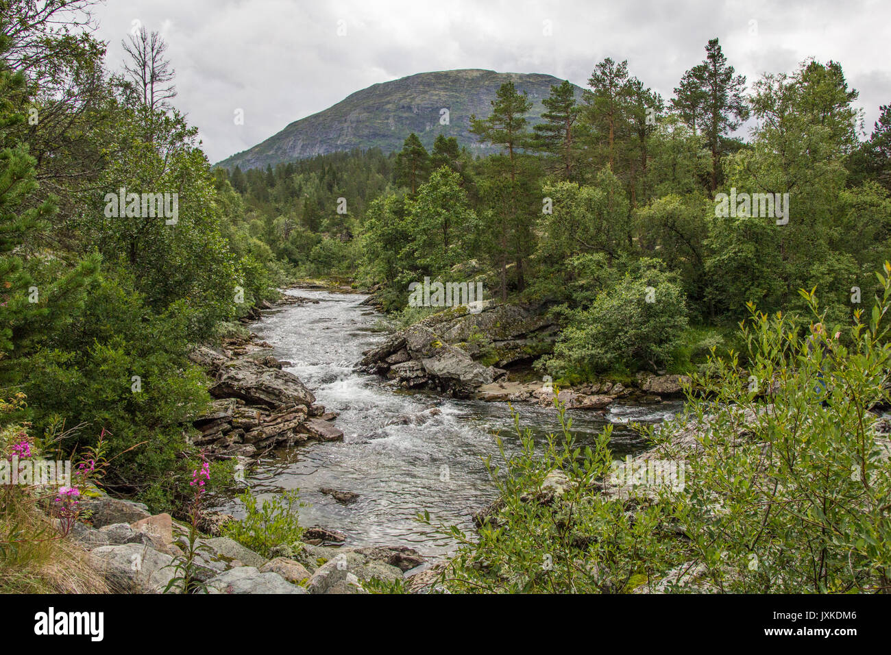 Norway landscape summer forest hi-res stock photography and images - Alamy