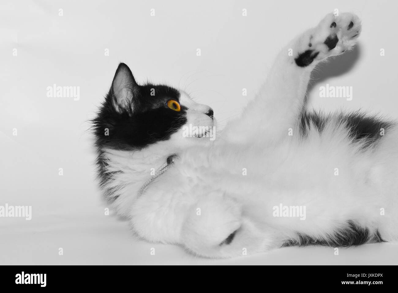 A cute cat who was exhausted after playing Stock Photo - Alamy