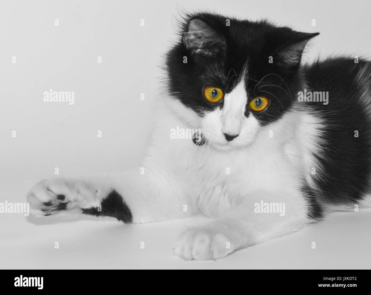 A cute cat who was exhausted after playing Stock Photo - Alamy