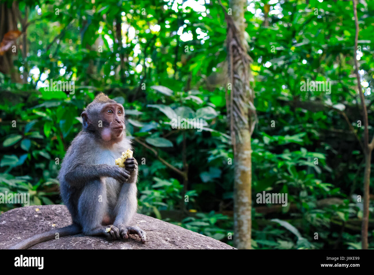 Trippy monkey hi-res stock photography and images - Alamy