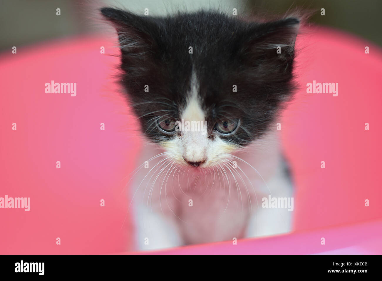 A cute cat who was exhausted after playing Stock Photo - Alamy