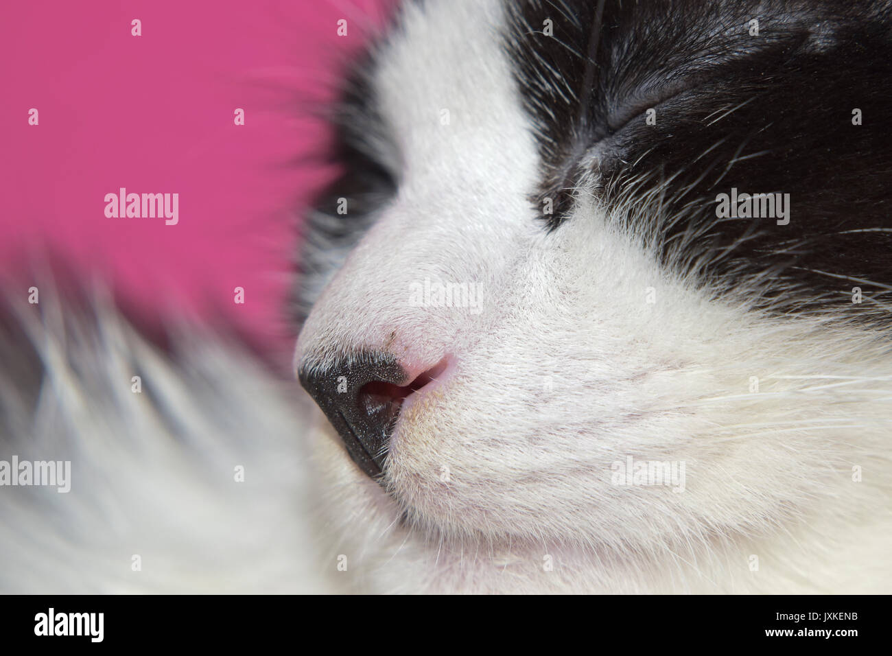 Cat nose is photographed from close range Stock Photo - Alamy
