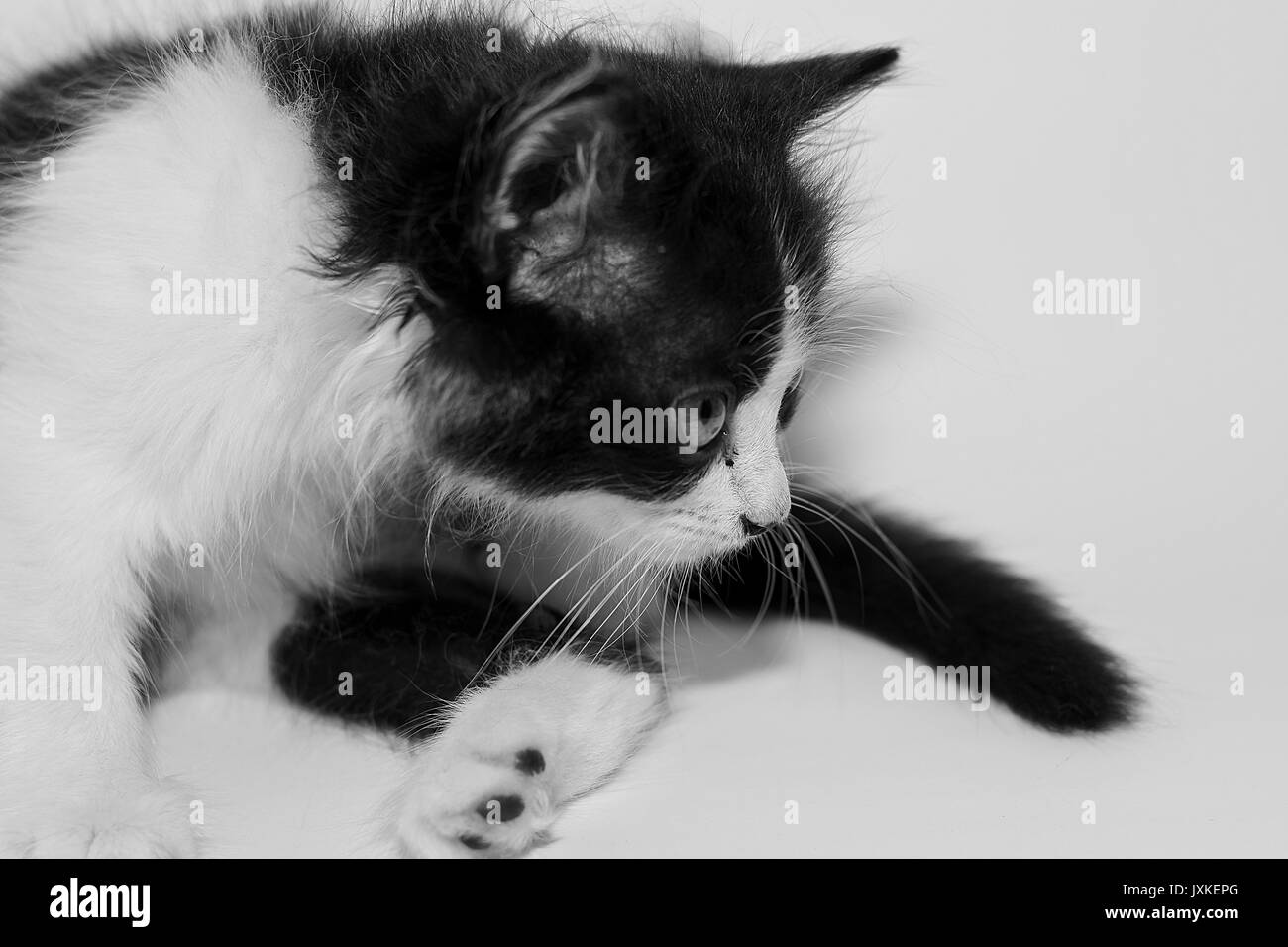 Persian german Black and White Stock Photos & Images - Alamy