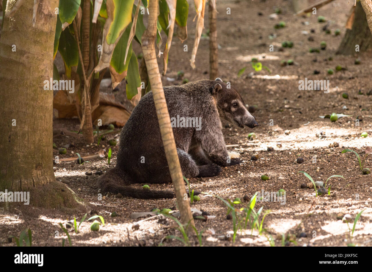 Coati mexico hi-res stock photography and images - Alamy