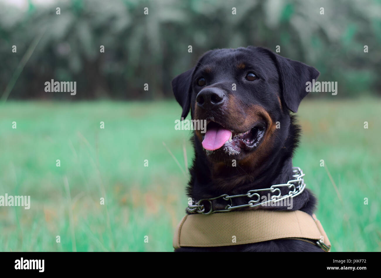 Rottweiler type dog are playing in the field Stock Photo - Alamy