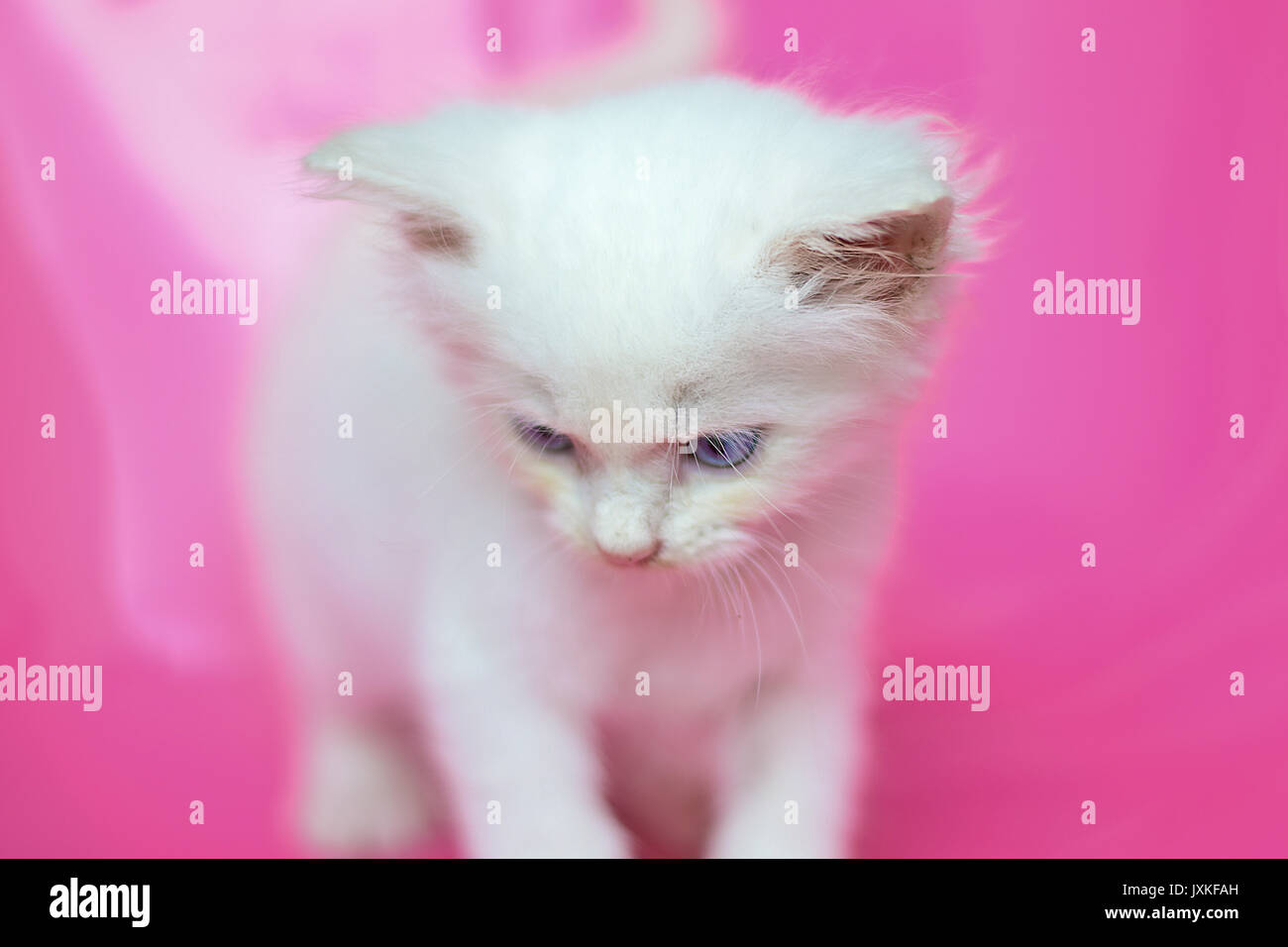A cute cat who was exhausted after playing Stock Photo - Alamy