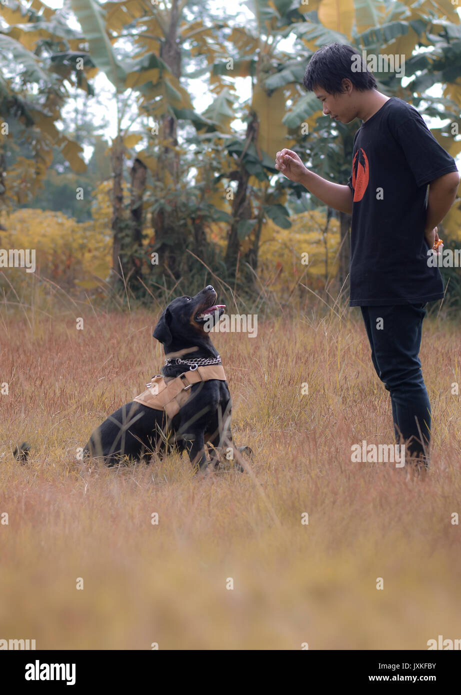Puppy with kitten training hi-res stock photography and images - Alamy
