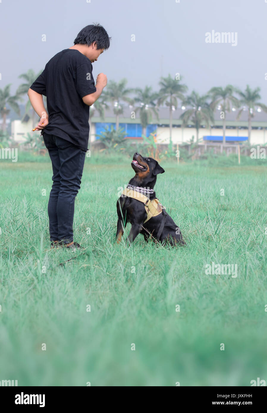 Puppy with kitten training hi-res stock photography and images - Alamy