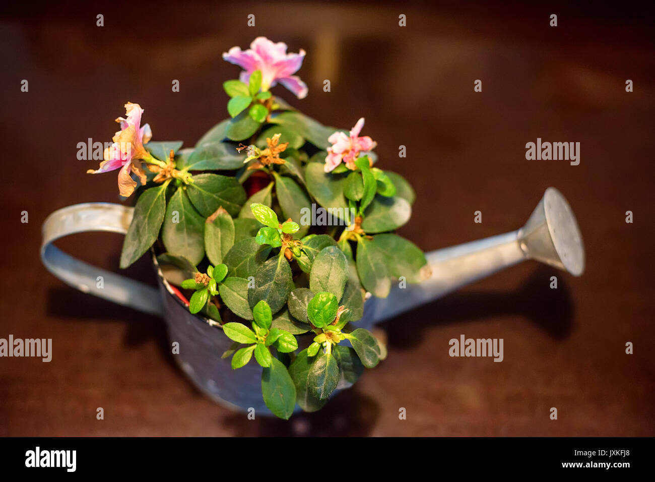 Petal inside bud hi-res stock photography and images - Alamy