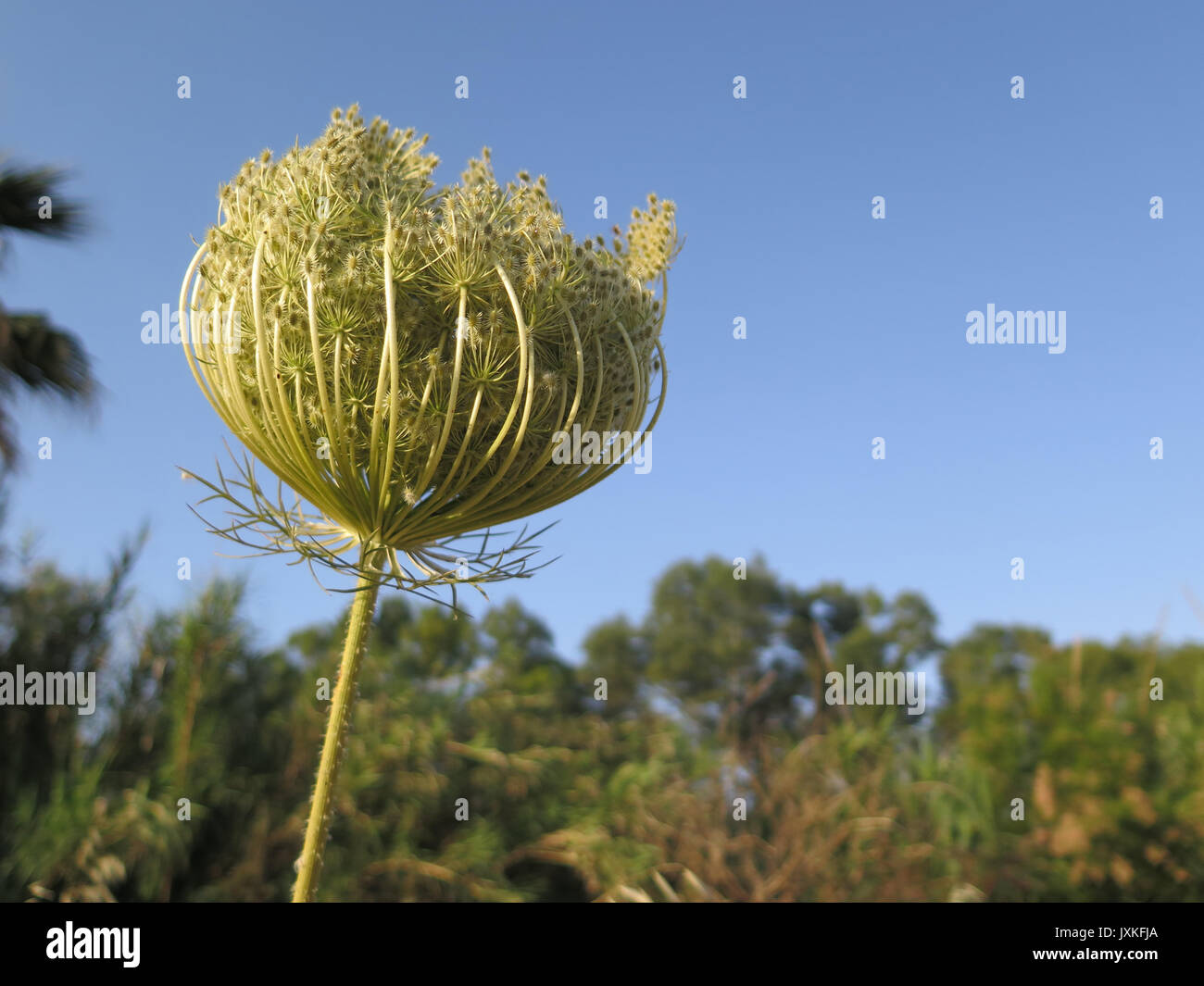 Large flower head ready to bloom on Hogweed or Hemlock plant Stock ...