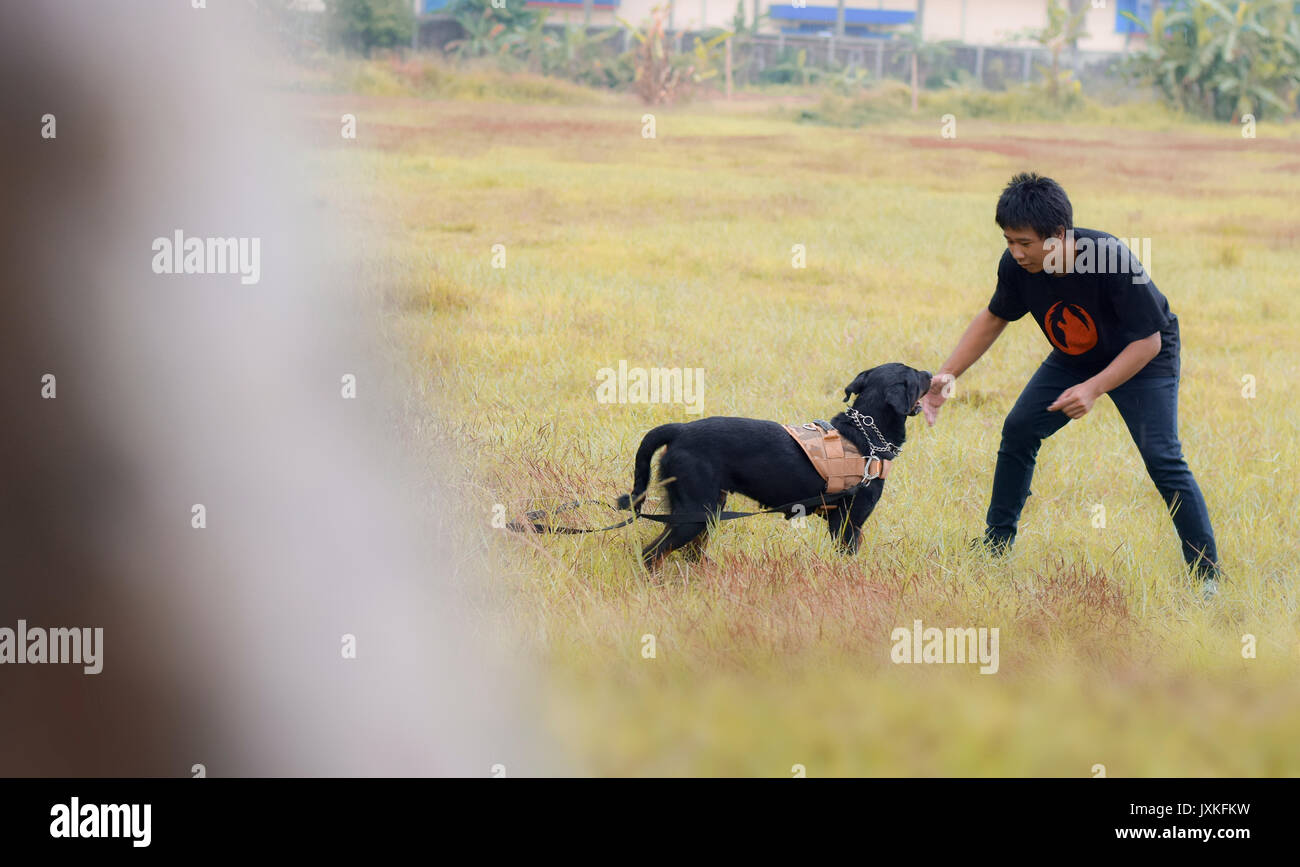 Puppy with kitten training hi-res stock photography and images - Alamy