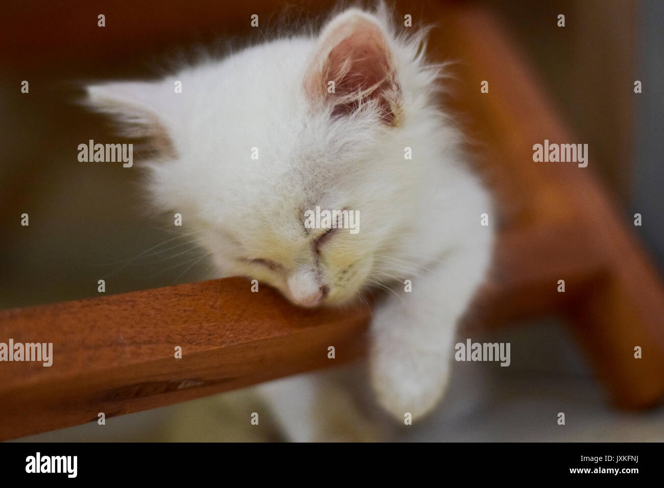 A cute cat who was exhausted after playing Stock Photo - Alamy