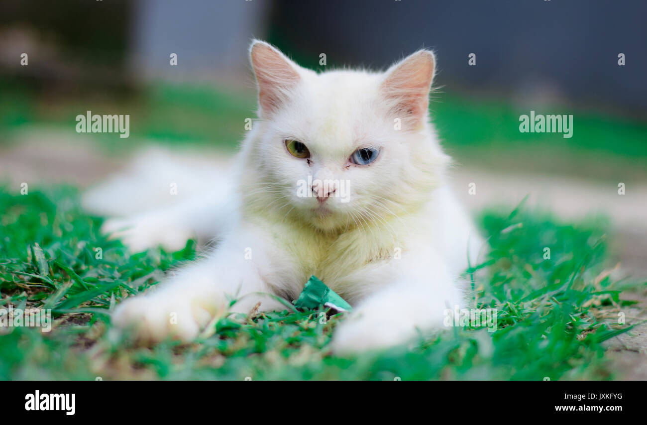 Exhausted cat hi-res stock photography and images - Alamy