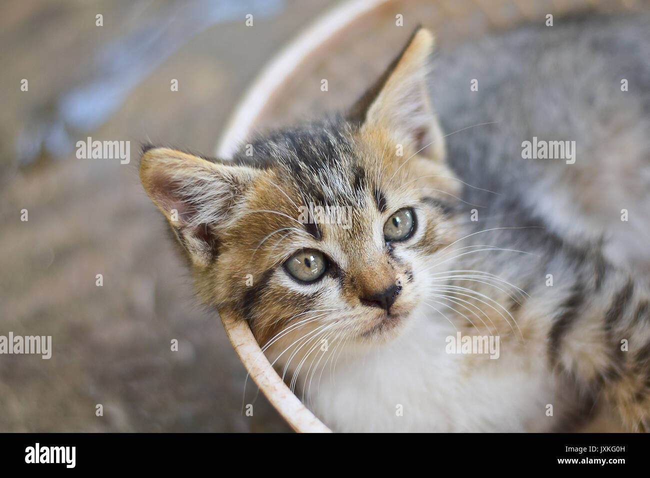 A cute cat who was exhausted after playing Stock Photo - Alamy