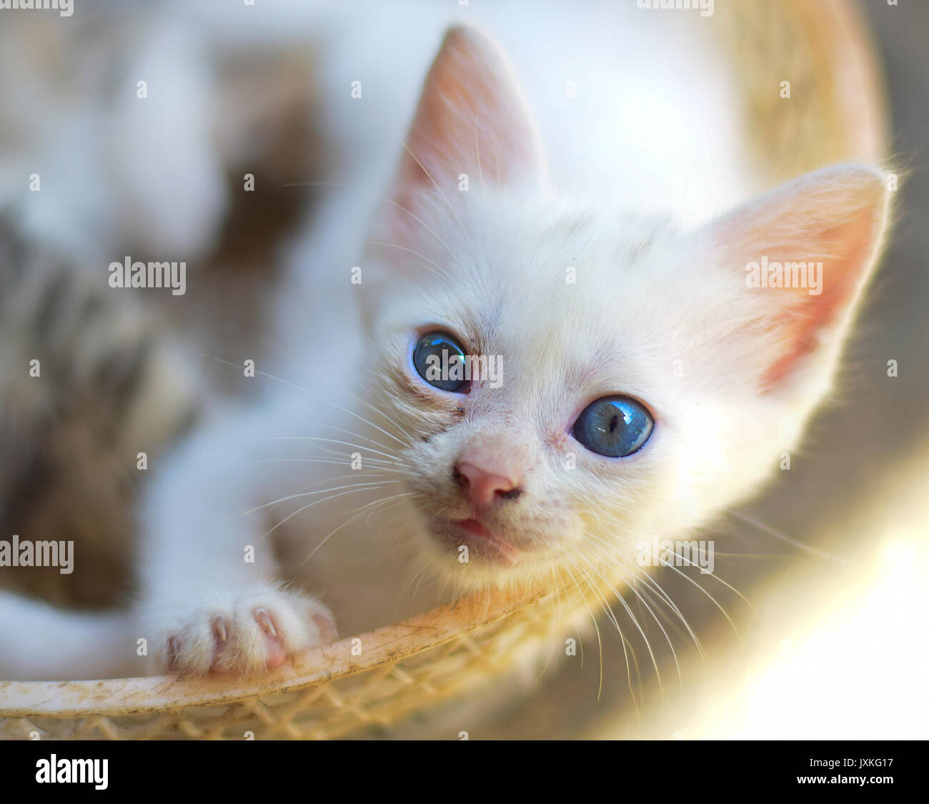 A cute cat who was exhausted after playing Stock Photo - Alamy
