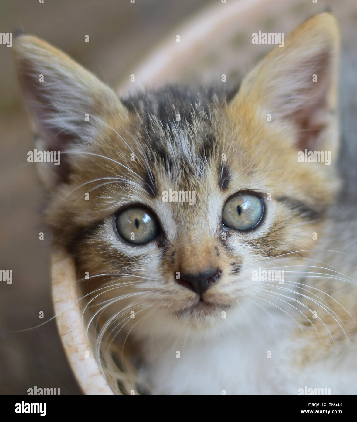 A cute cat who was exhausted after playing Stock Photo - Alamy