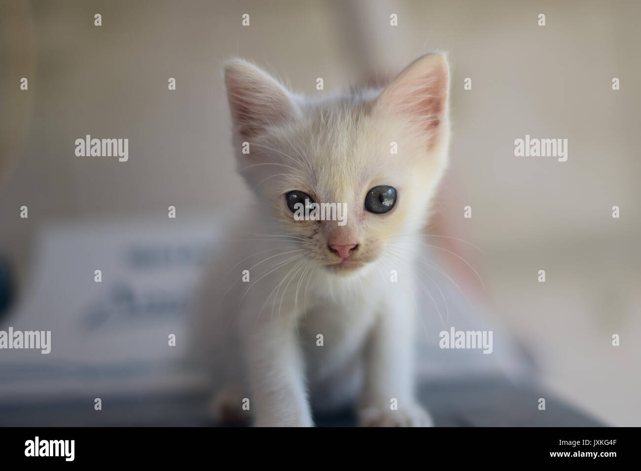 Exhausted cat hi-res stock photography and images - Alamy