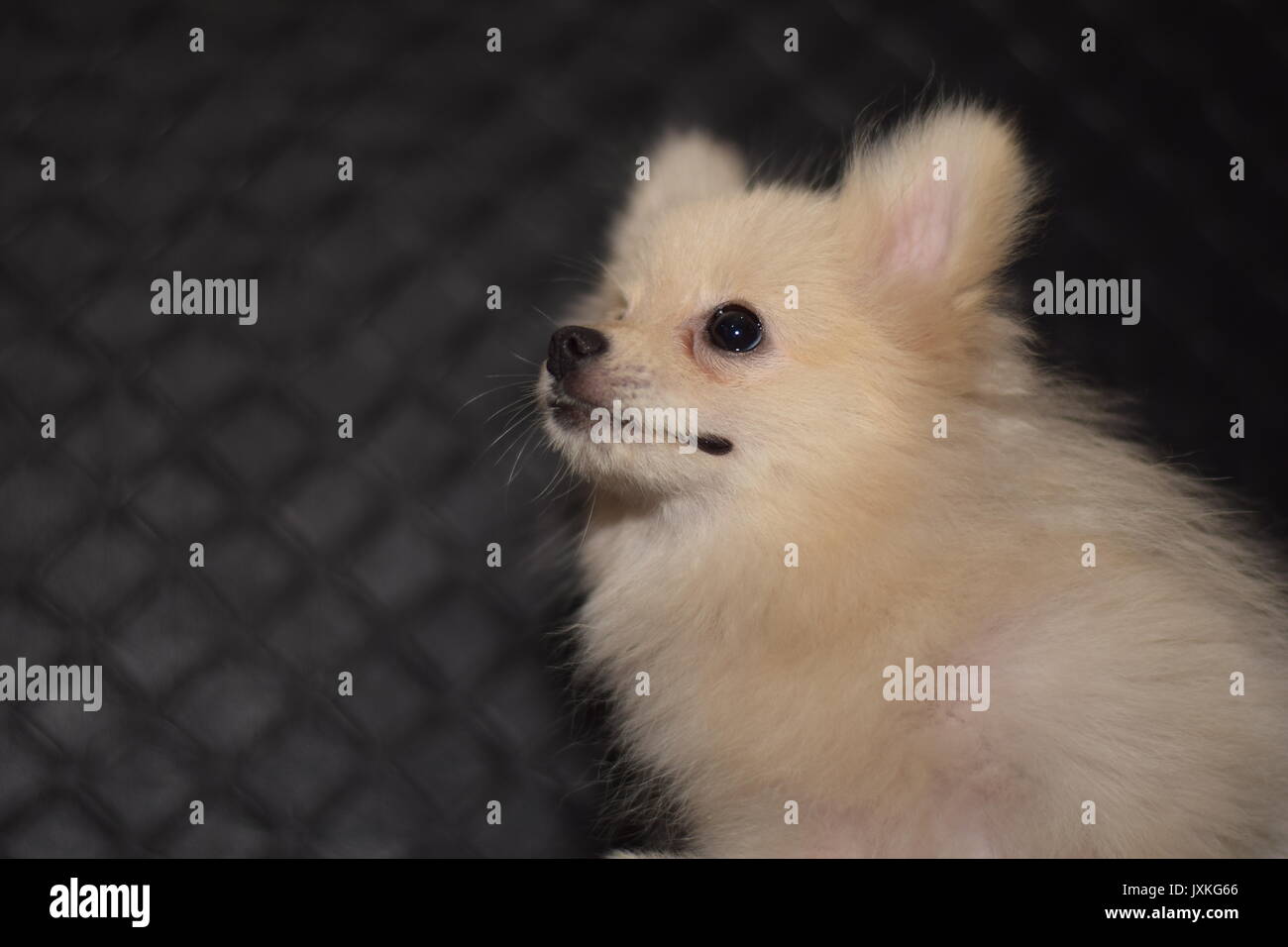 Funny mini pom dog is playing Stock Photo - Alamy