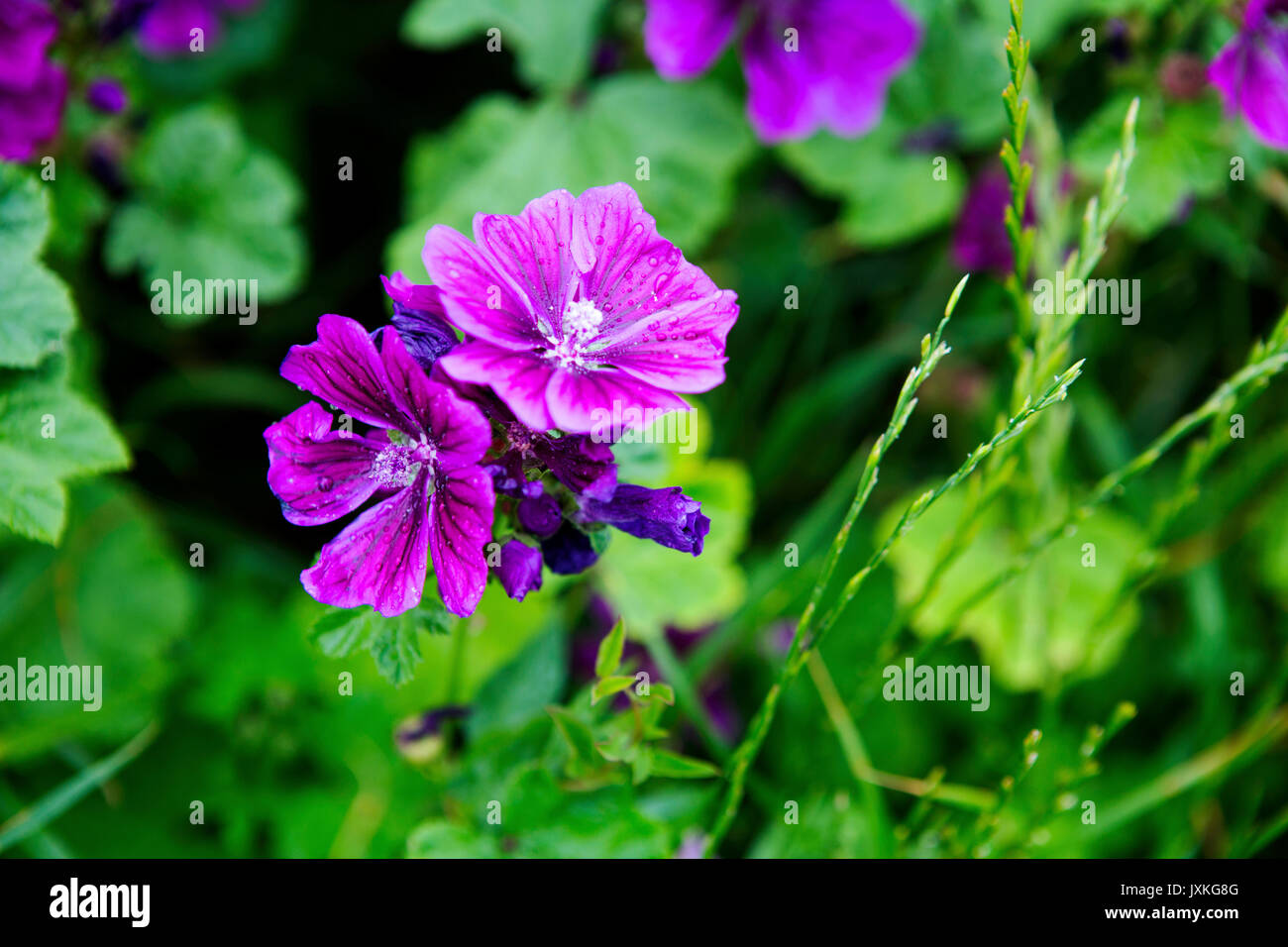 closeup of a beautiful wild purple mallow Stock Photo - Alamy