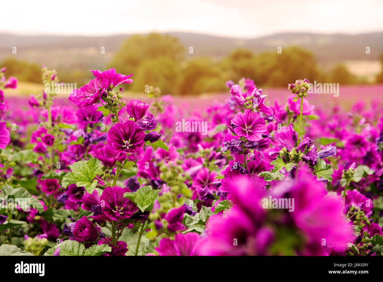 flower field of beautiful wild purple mallow Stock Photo - Alamy