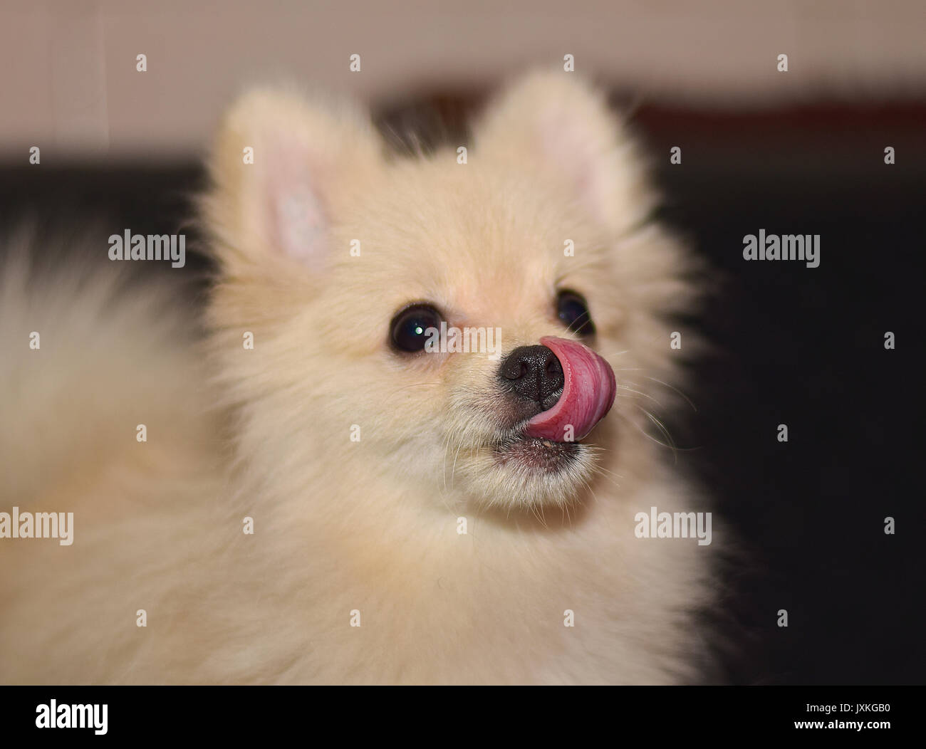 Funny mini pom dog is playing Stock Photo - Alamy