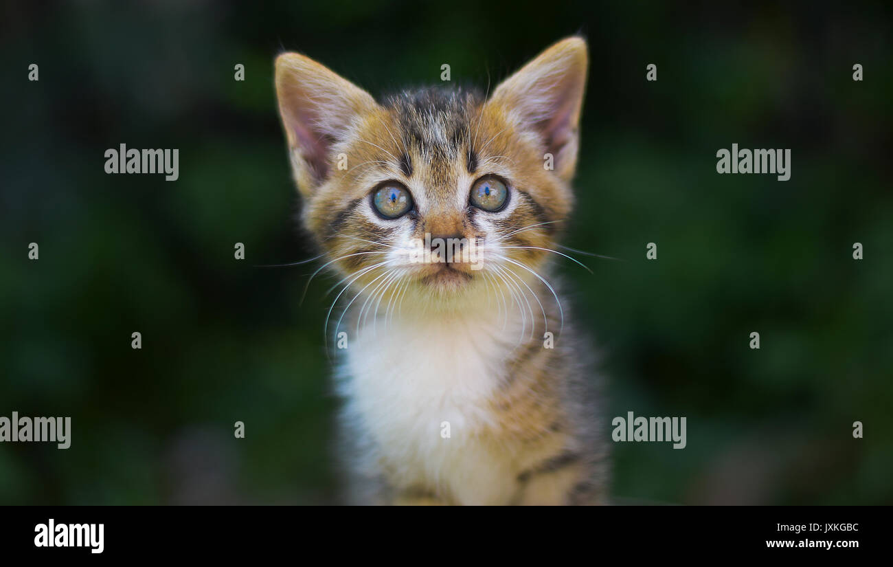 A cute cat who was exhausted after playing Stock Photo - Alamy