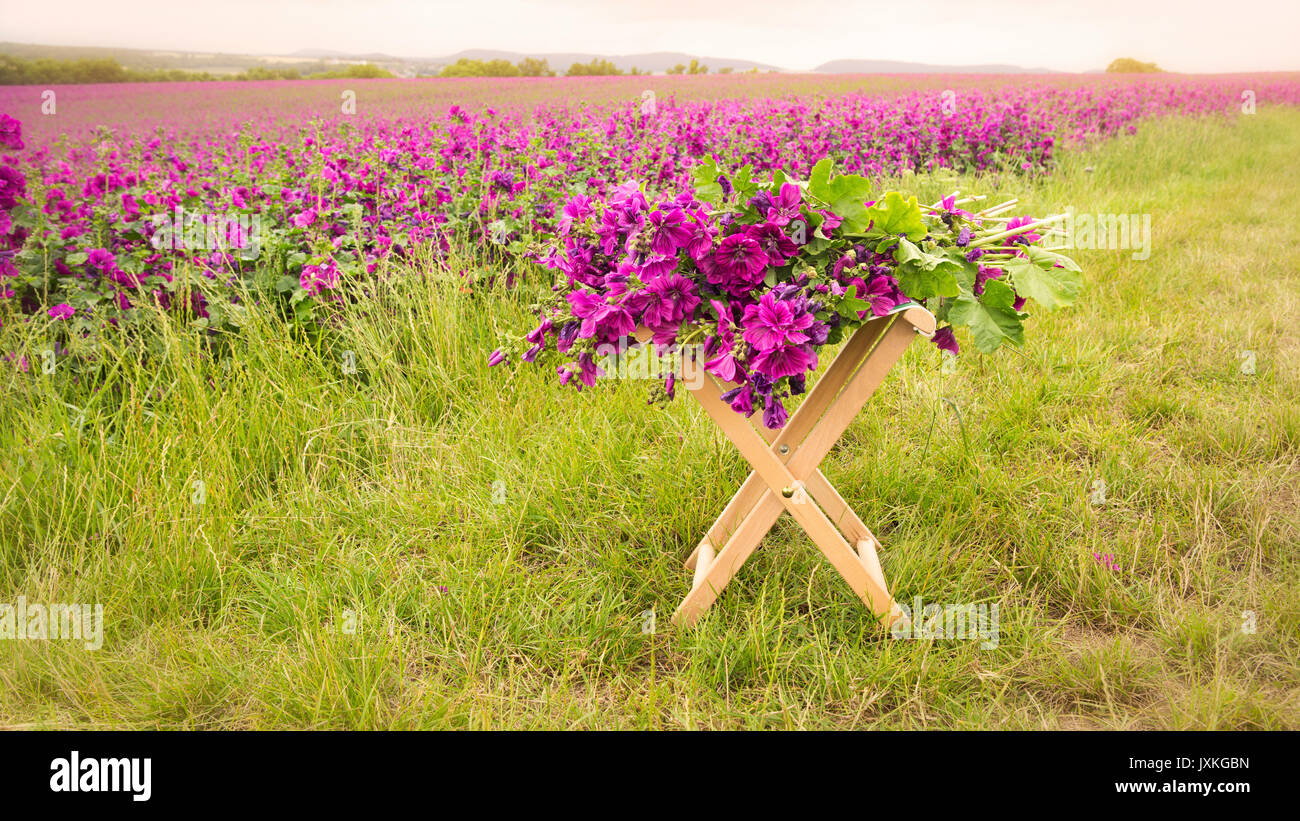Purple stool hi-res stock photography and images - Alamy