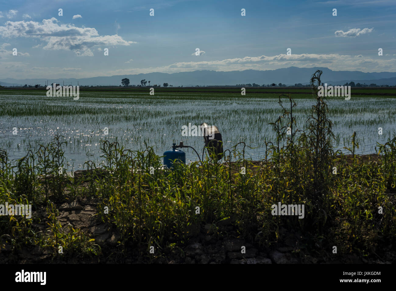 Gas cannon in the field to extrude the birds from the rice plants Stock ...