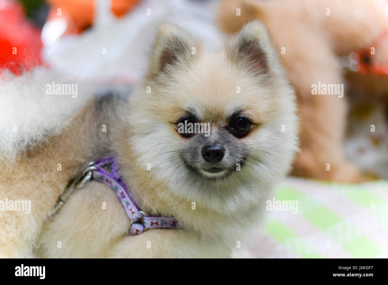 Funny mini pom dog is playing Stock Photo - Alamy