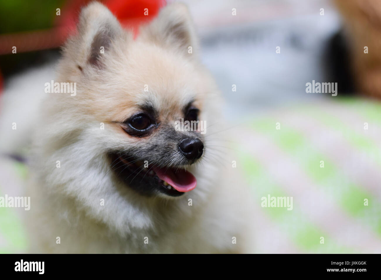 Funny mini pom dog is playing Stock Photo - Alamy
