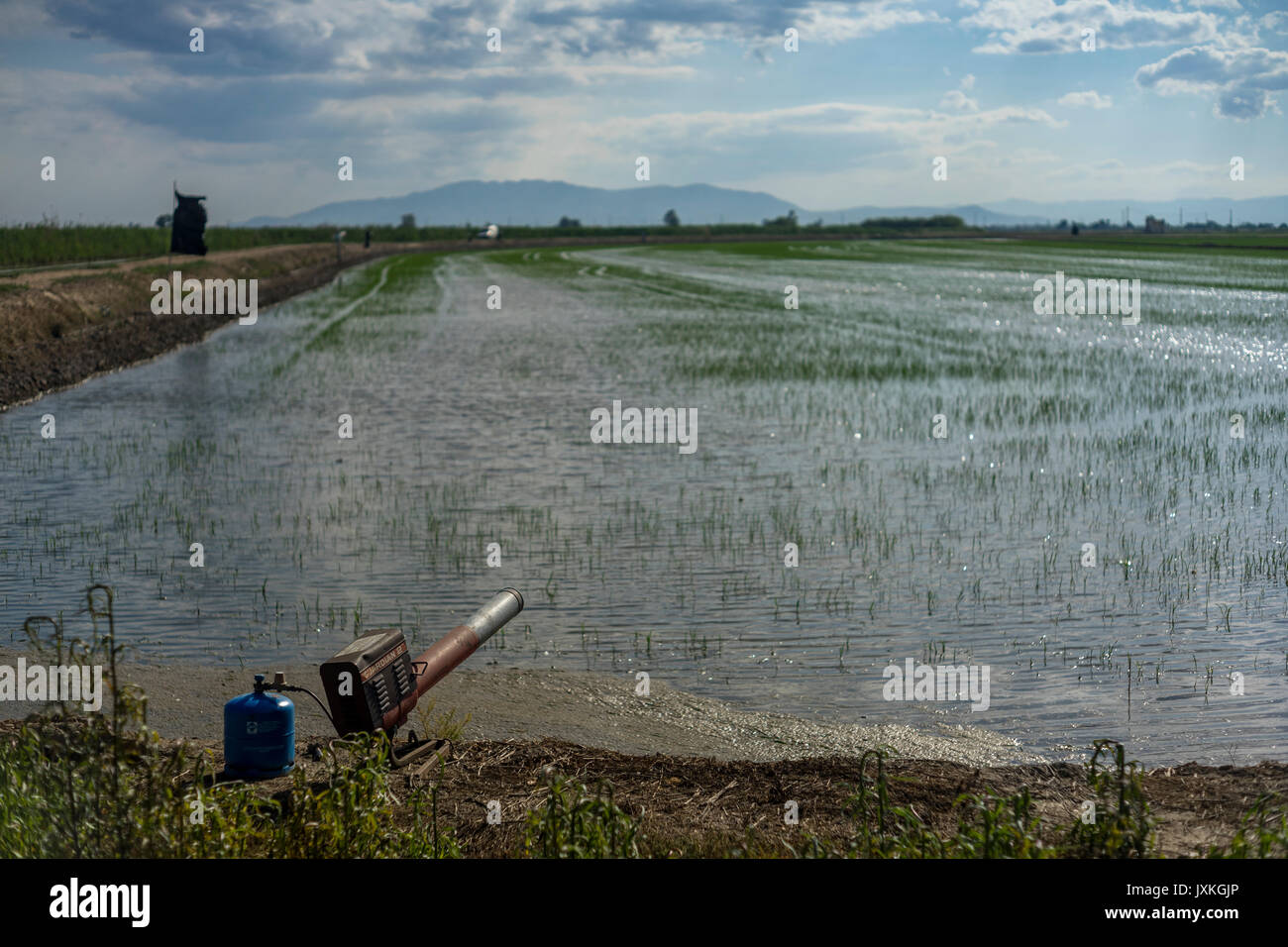 Cultivation of rice plants hi-res stock photography and images - Alamy