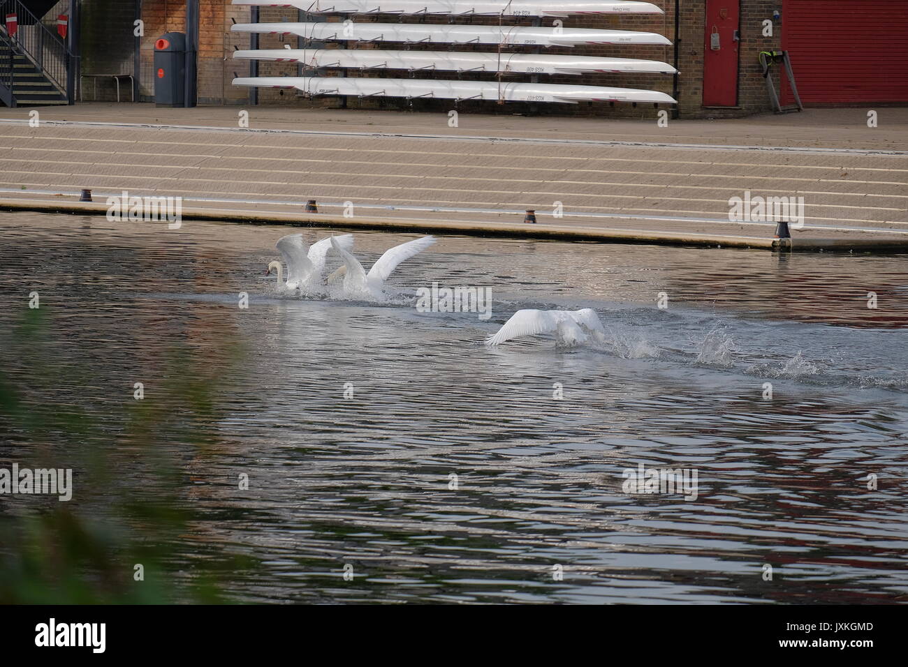 Black and white fighting swans hi-res stock photography and images - Alamy