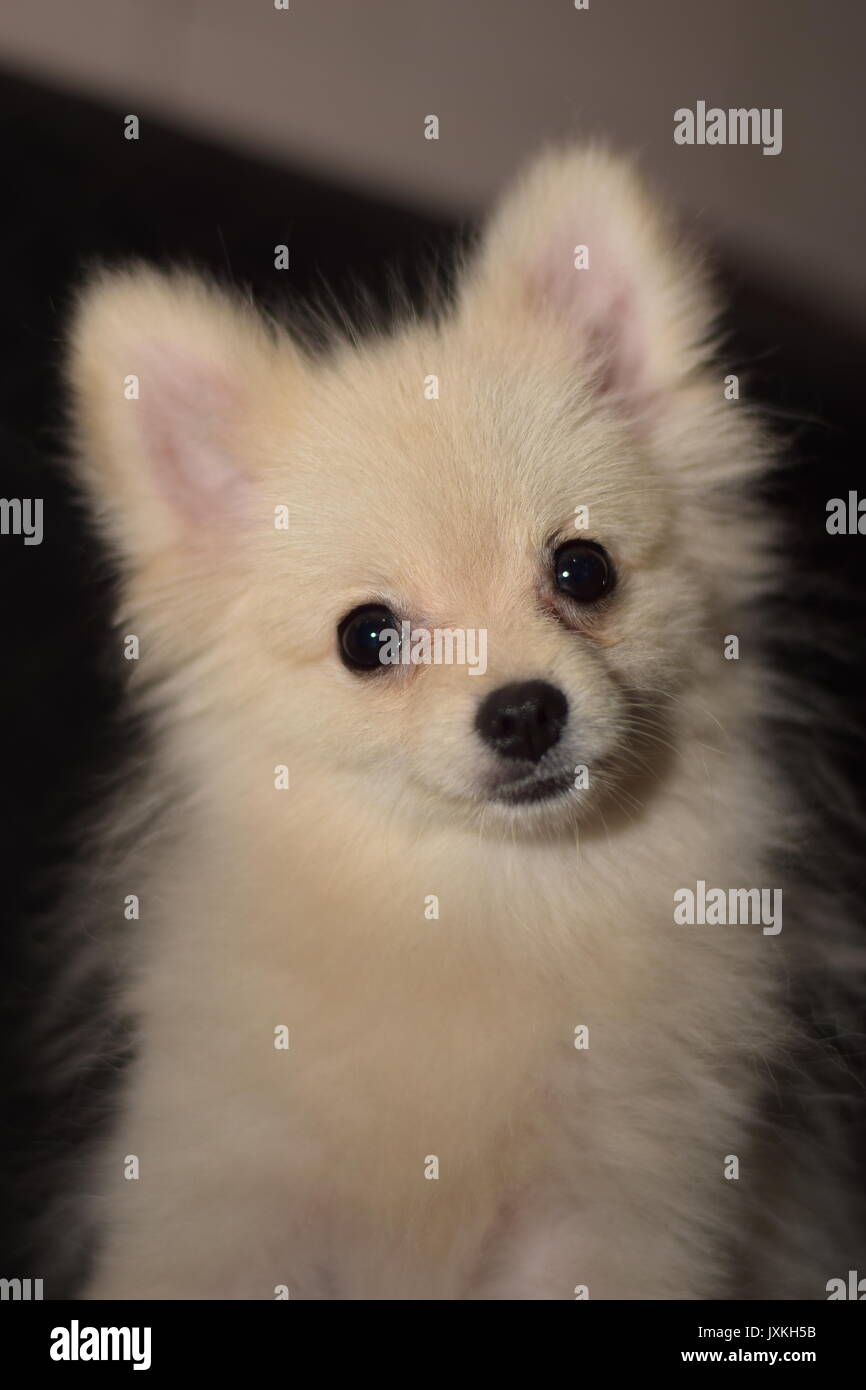 Funny mini pom dog is playing Stock Photo - Alamy