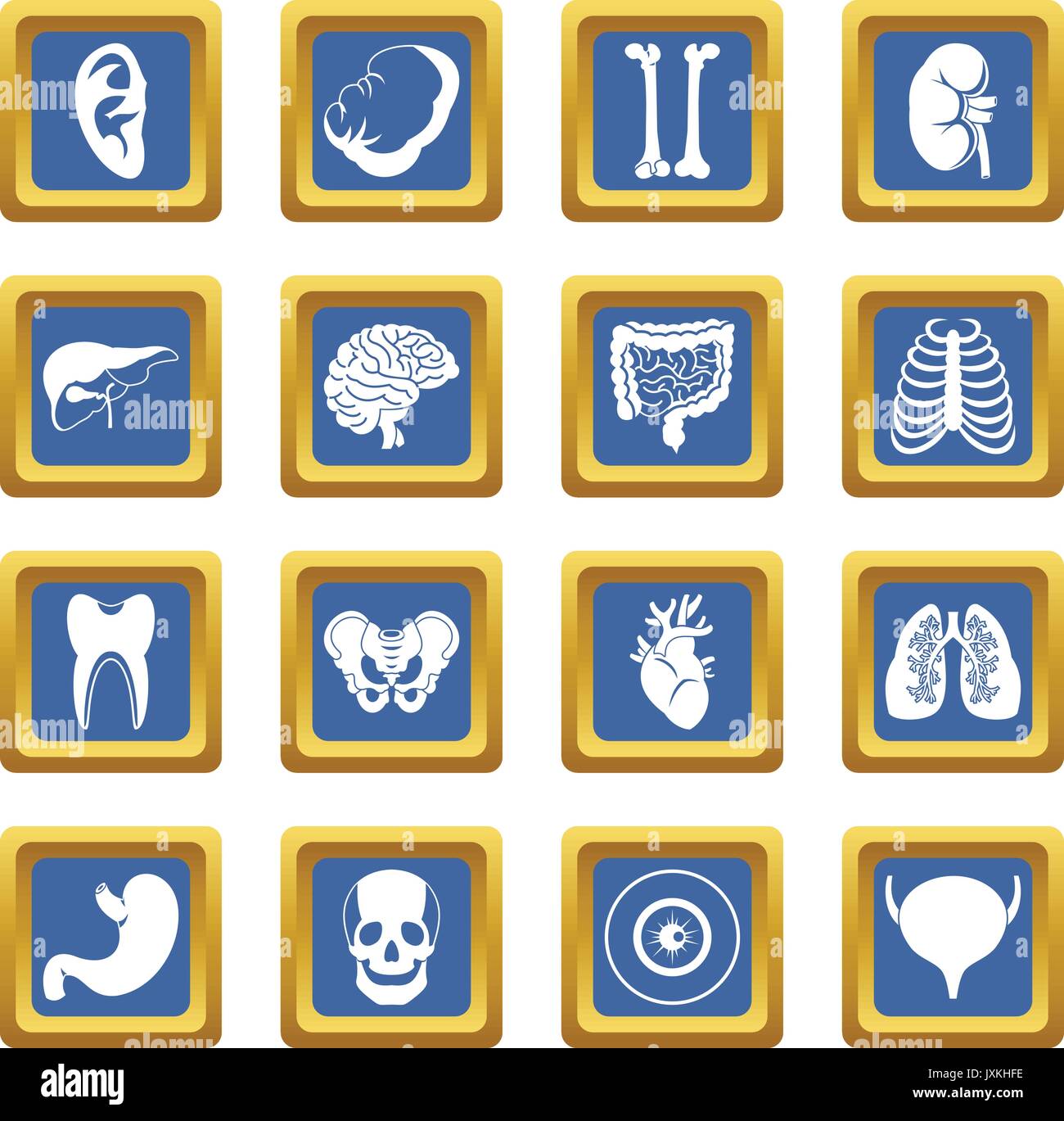 Pelvis internal organs Stock Vector Images - Alamy