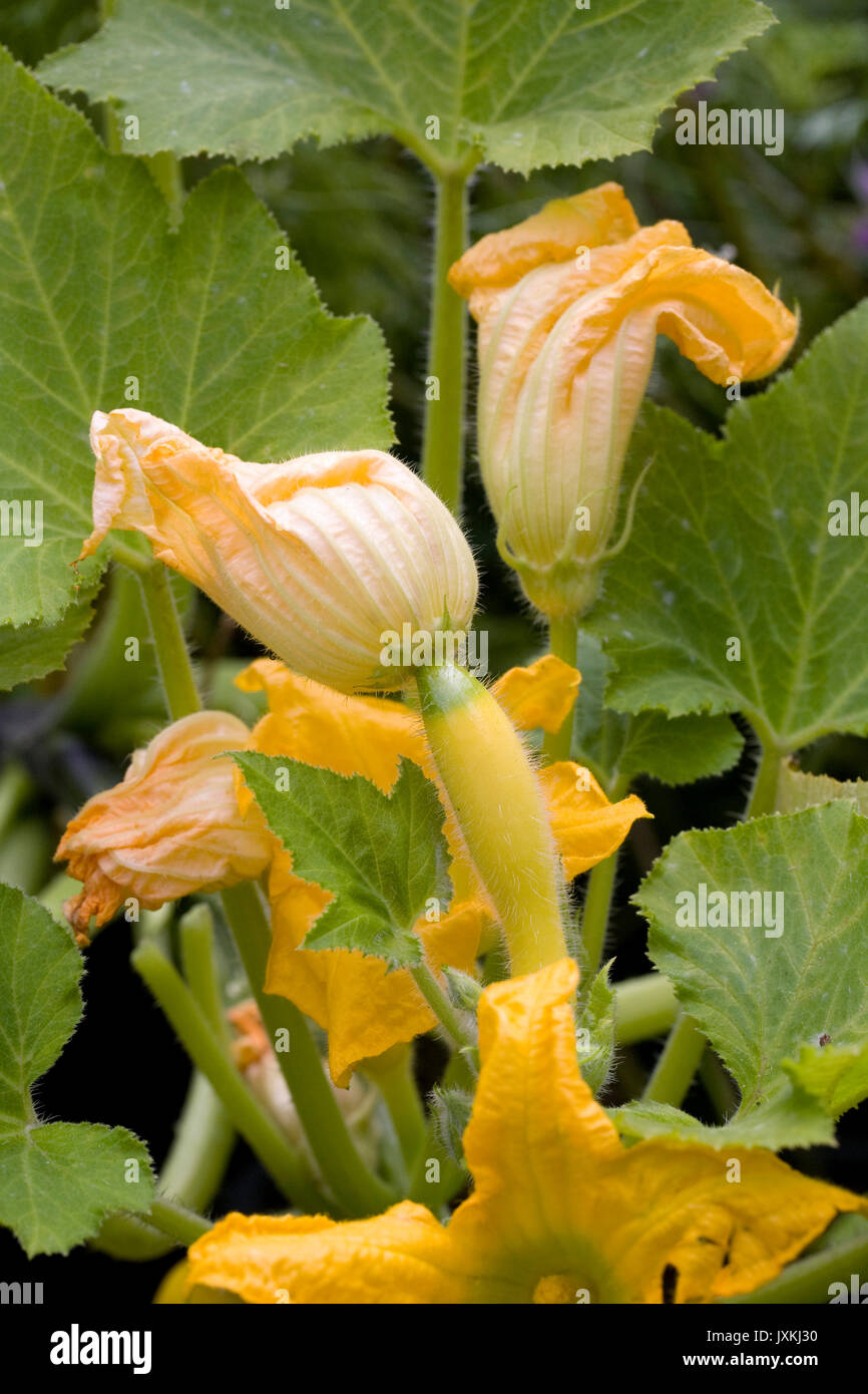Cucurbita pepo hi-res stock photography and images - Alamy