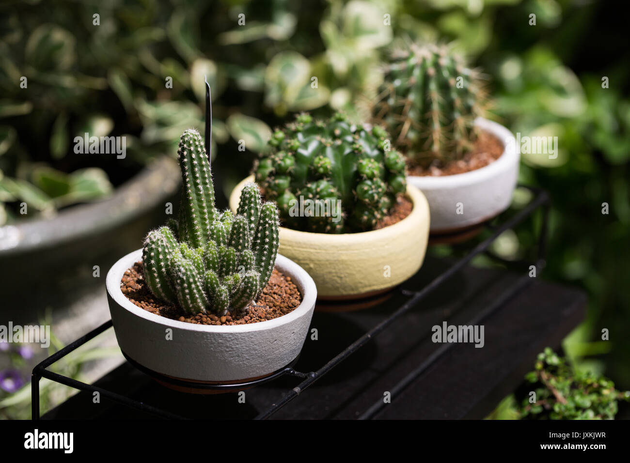 Small mexican cactus hi-res stock photography and images - Alamy