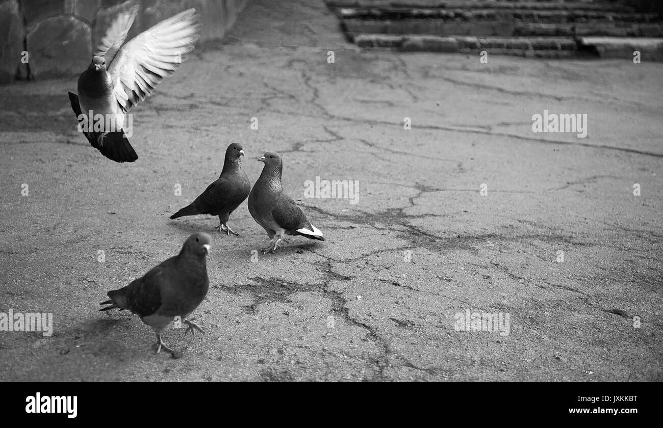 Flying pigeons walking in city park waiting of feeding, BW Stock Photo ...