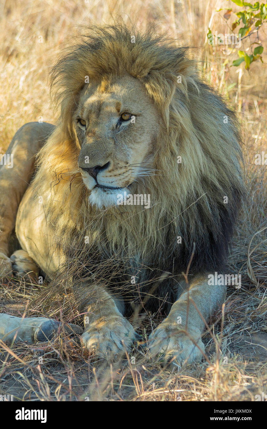 Lion resting hi-res stock photography and images - Alamy