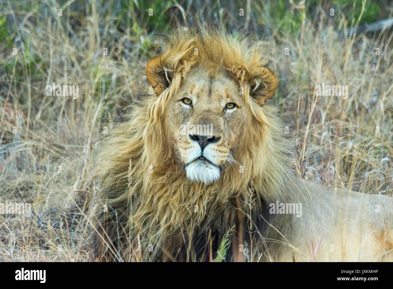 Portrait male lion in bush hi-res stock photography and images - Alamy